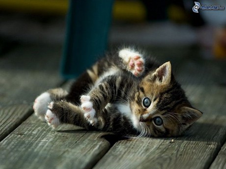 Mačičky - Fotoalbum - mačičky obrázky - hihhi(mačky).jpg