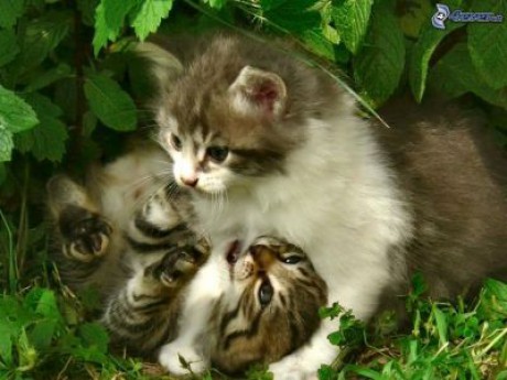 Mačičky - Fotoalbum - mačičky obrázky - jej tie su zlate (mačky.jpg